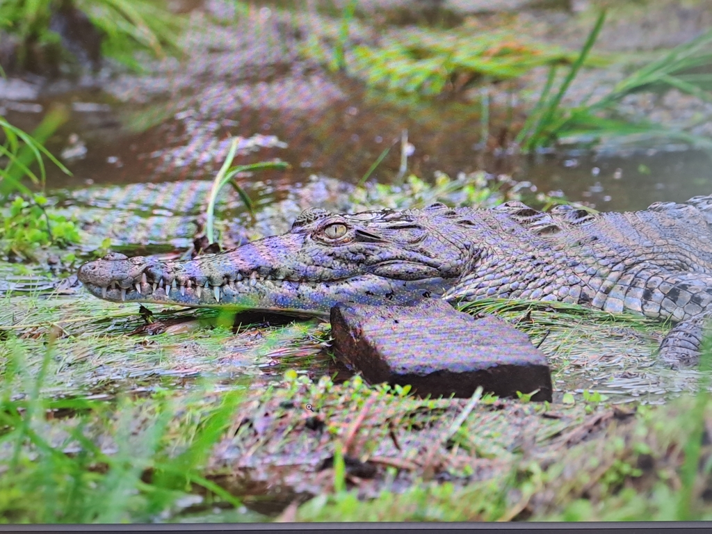 American Crocodile in September 2023 by Peter Baker · iNaturalist