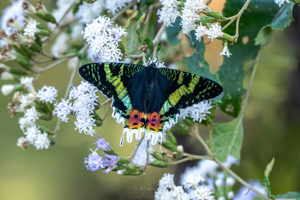Madagascan Sunset Moth in September 2023 by Niao Pan · iNaturalist