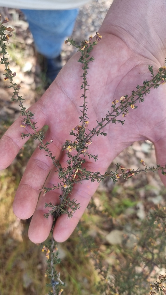 small-leaf parrot-pea from Lurg VIC 3673, Australia on September 25 ...