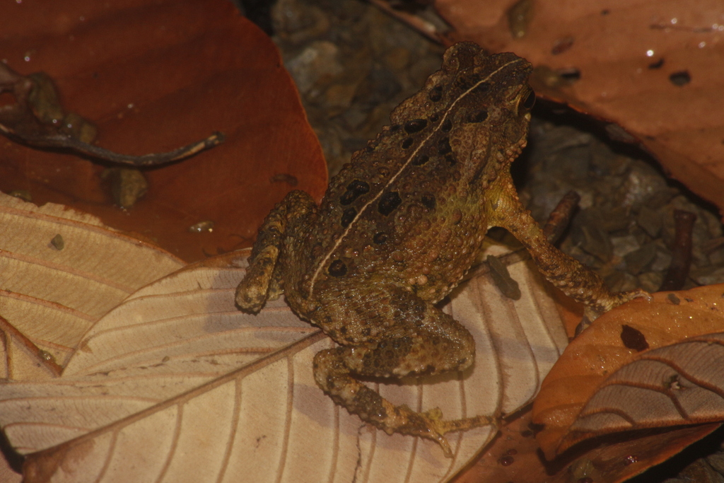 Crested Toad from Kalampising, Lumbis, Nunukan Regency, North ...