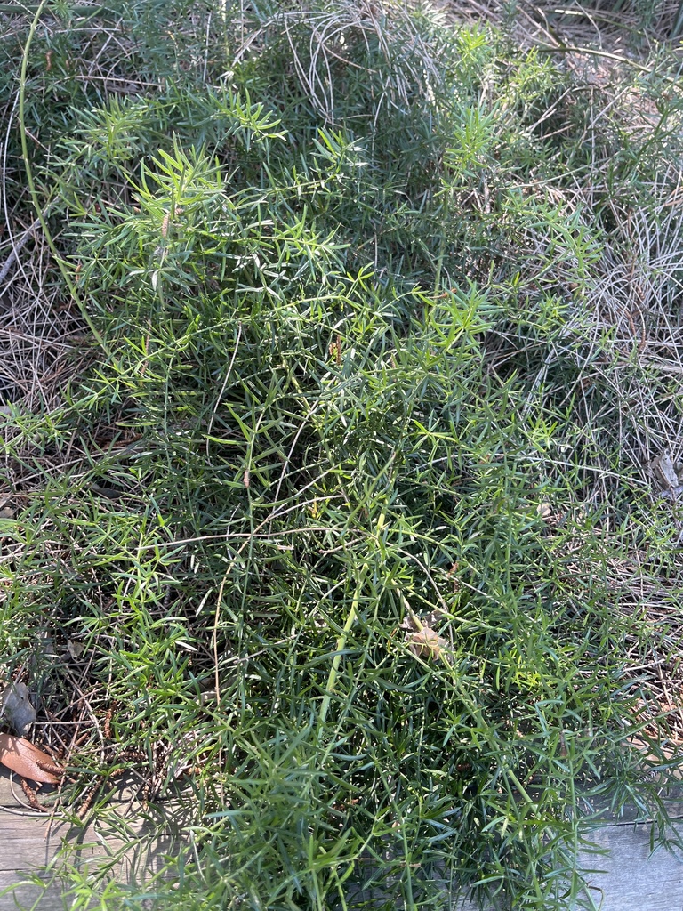 African Asparagus from Arncliffe, NSW, AU on September 25, 2023 at 11: ...