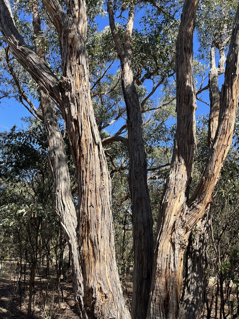 Brown-top Stringybark from Steiglitz VIC 3331, Australia on September ...