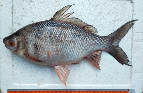 Osteochilus melanopleura · iNaturalist