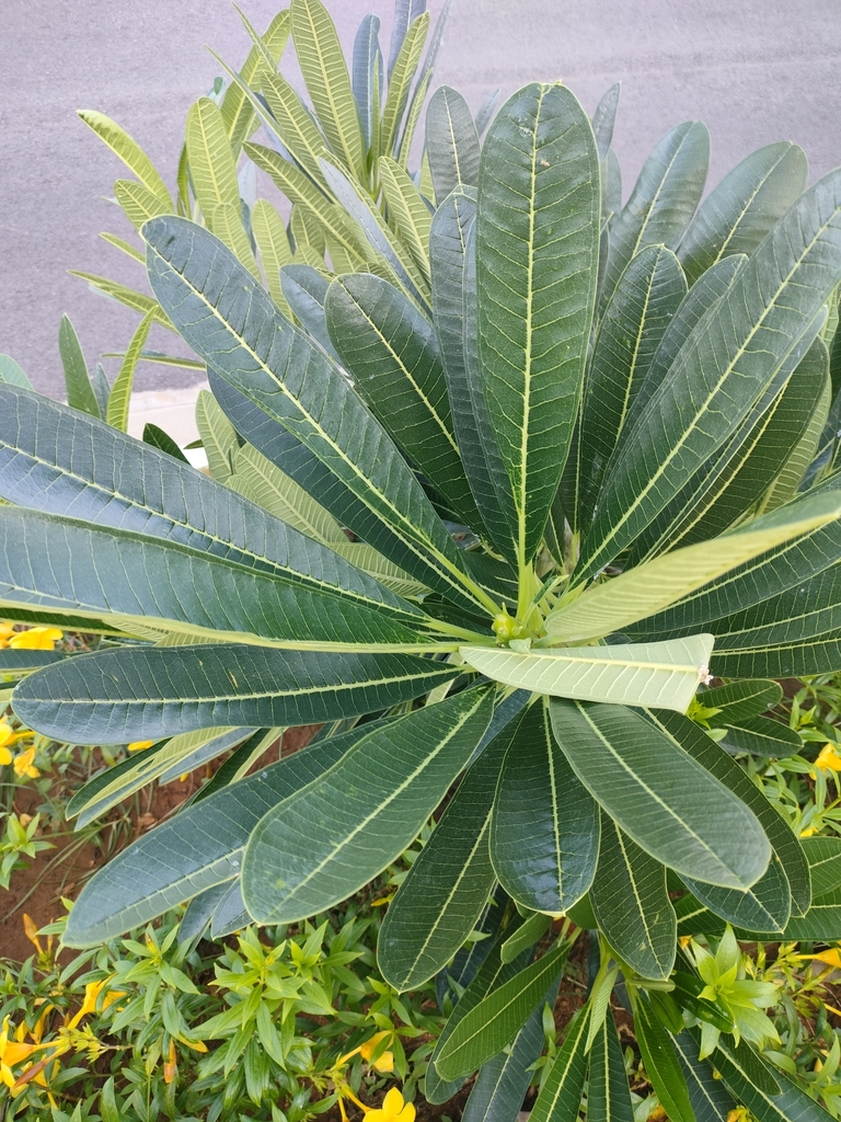 Frangipani trees from PH6R+6Q5, Chindepalle, Andhra Pradesh 517619 ...