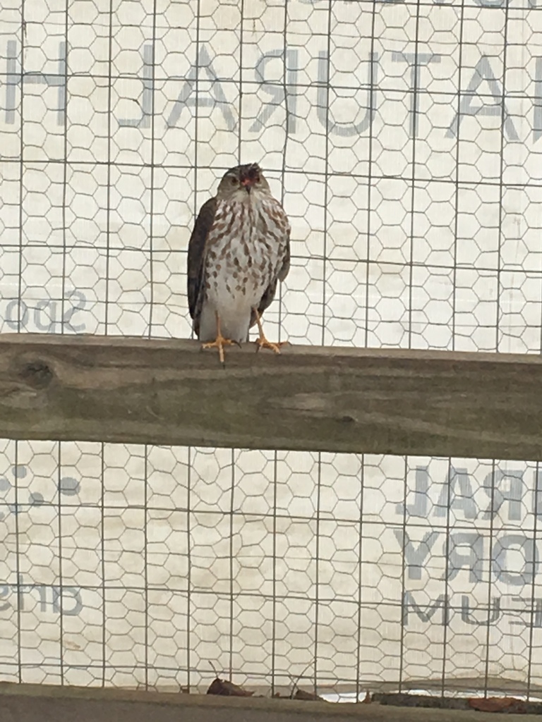 Sharp-shinned Hawk from 5035 State Route 193, Kingsville, OH, US on ...