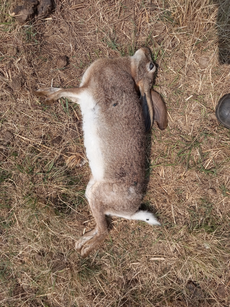 African Savannah Hare from Sundra, Delmas, South Africa on September 25 ...