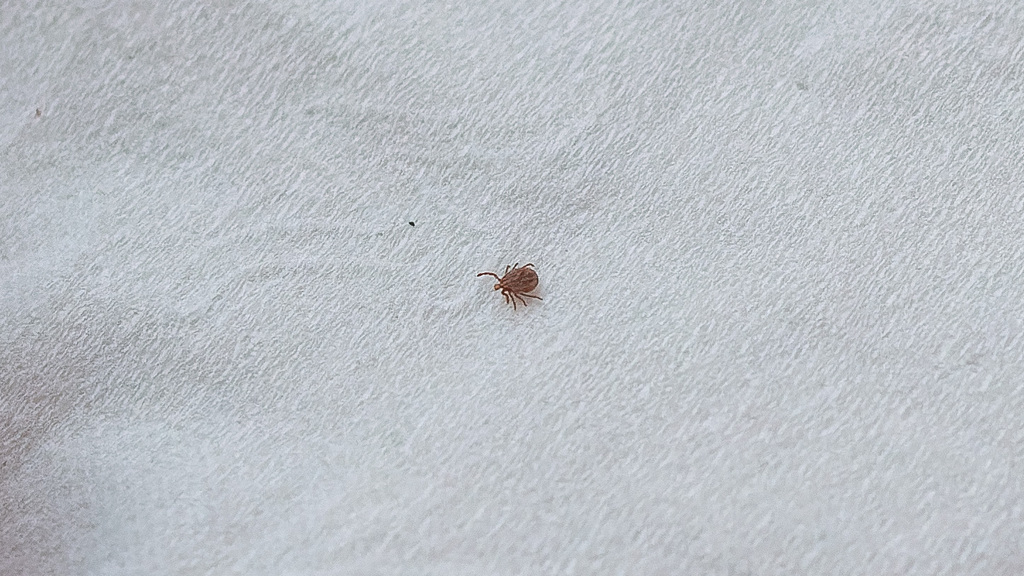 Bont Ticks from Itaipu, Niterói - RJ, Brazil on September 23, 2023 at ...