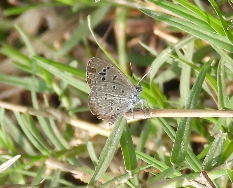 Lesser Grass Blue from Gokavaram, Andhra Pradesh, India on September 25 ...