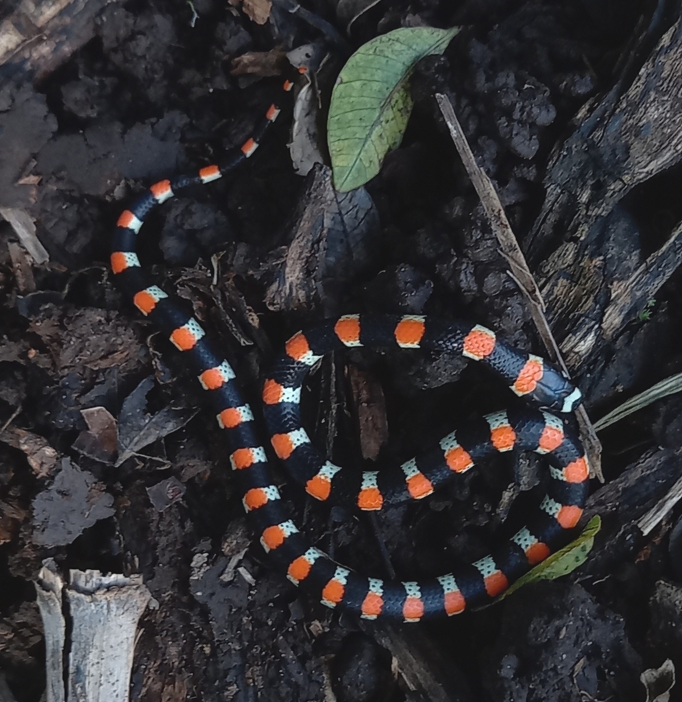 Black-banded Snake from Huizúcar, El Salvador on September 25, 2023 at ...