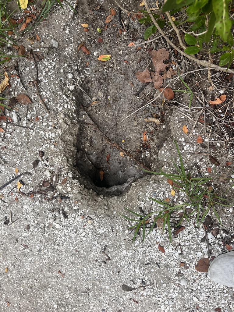 Gopher Tortoise in September 2023 by Samantha Hamilton. I believe this ...