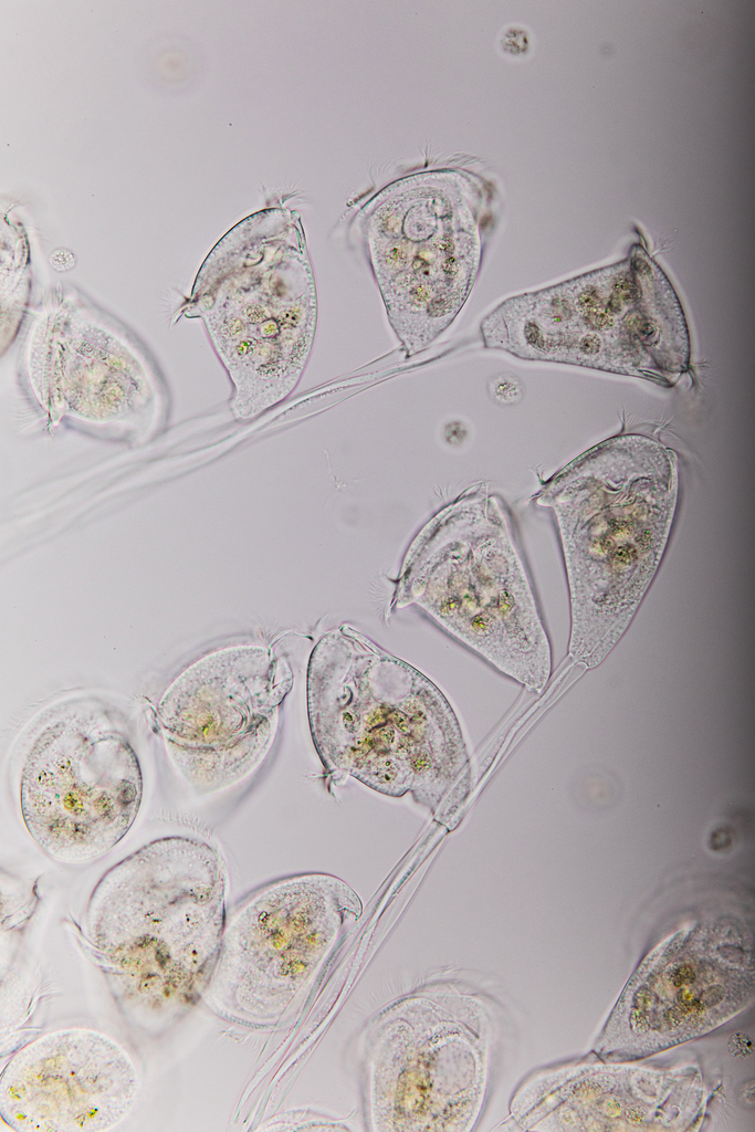 Carchesium polypinum from Sveaborg, Helsingfors, Finland on September ...