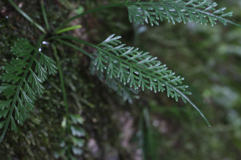 Asplenium prolongatum from Yakushima National Park on September 14 ...