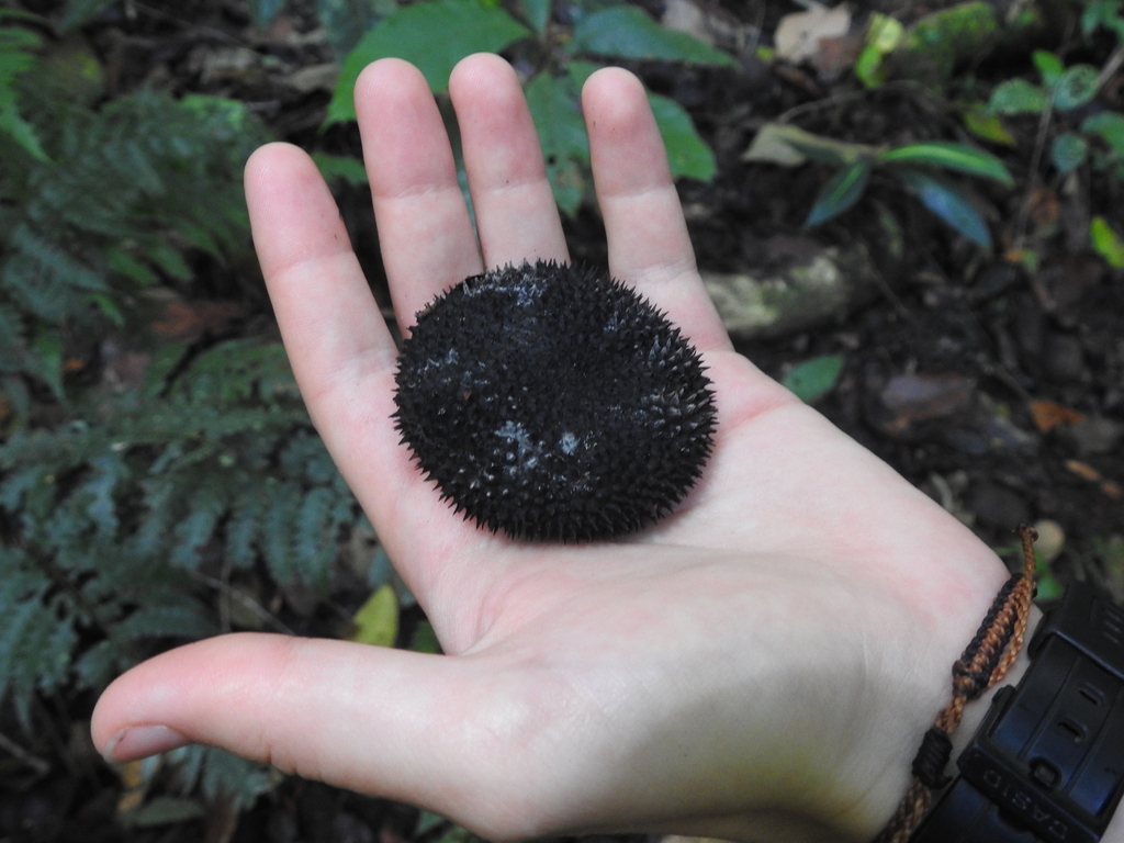 Monkey's comb from Limón, Costa Rica on August 26, 2022 at 12:34 PM by ...
