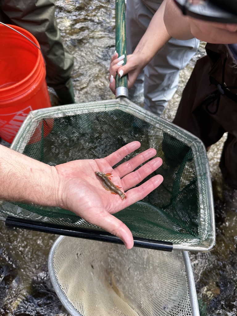 Redline Darter from Blount County, US-TN, US on September 19, 2023 at ...
