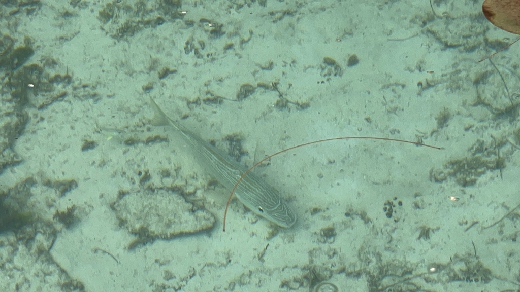 Bluestriped Grunt from Clarence Cove, Bermuda, BM on September 25, 2023 ...