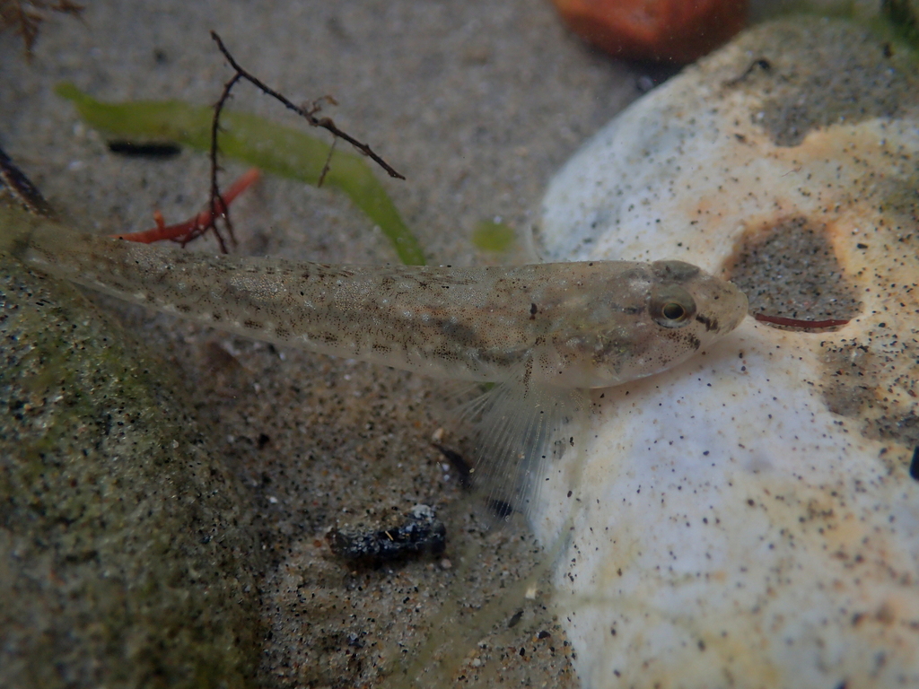 Common Goby from Bembridge PO35, UK on September 18, 2023 at 05:48 PM ...