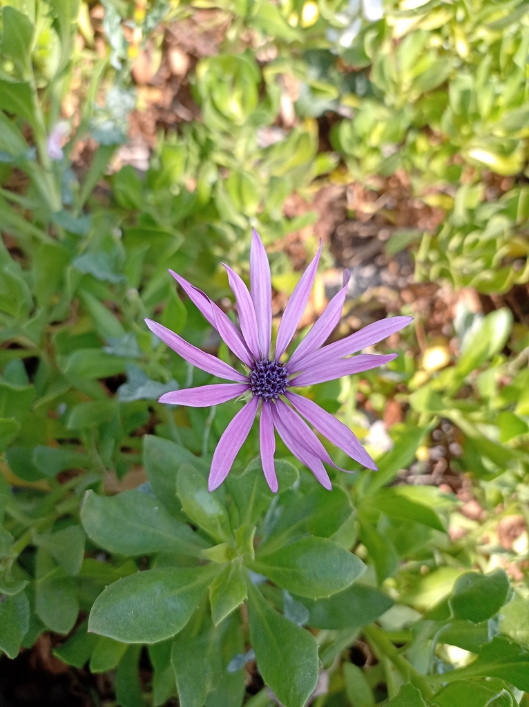 trailing African daisy from Los Angeles, CA 90032, USA on September 25 ...