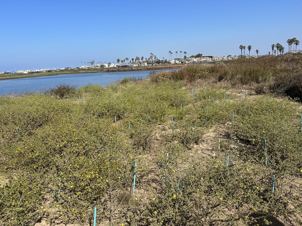 southern tarplant from Bolsa Chica Ecological Reserve, Huntington Beach ...