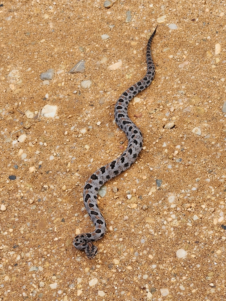 Western Pygmy Rattlesnake from Wilmar, AR 71675, USA on September 25 ...