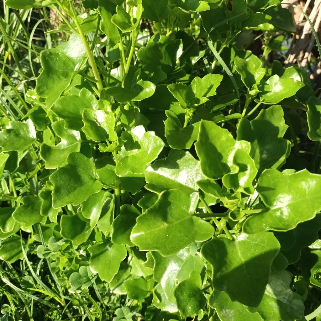 creeping groundsel from Ōakura 0184, New Zealand on September 26, 2023 ...