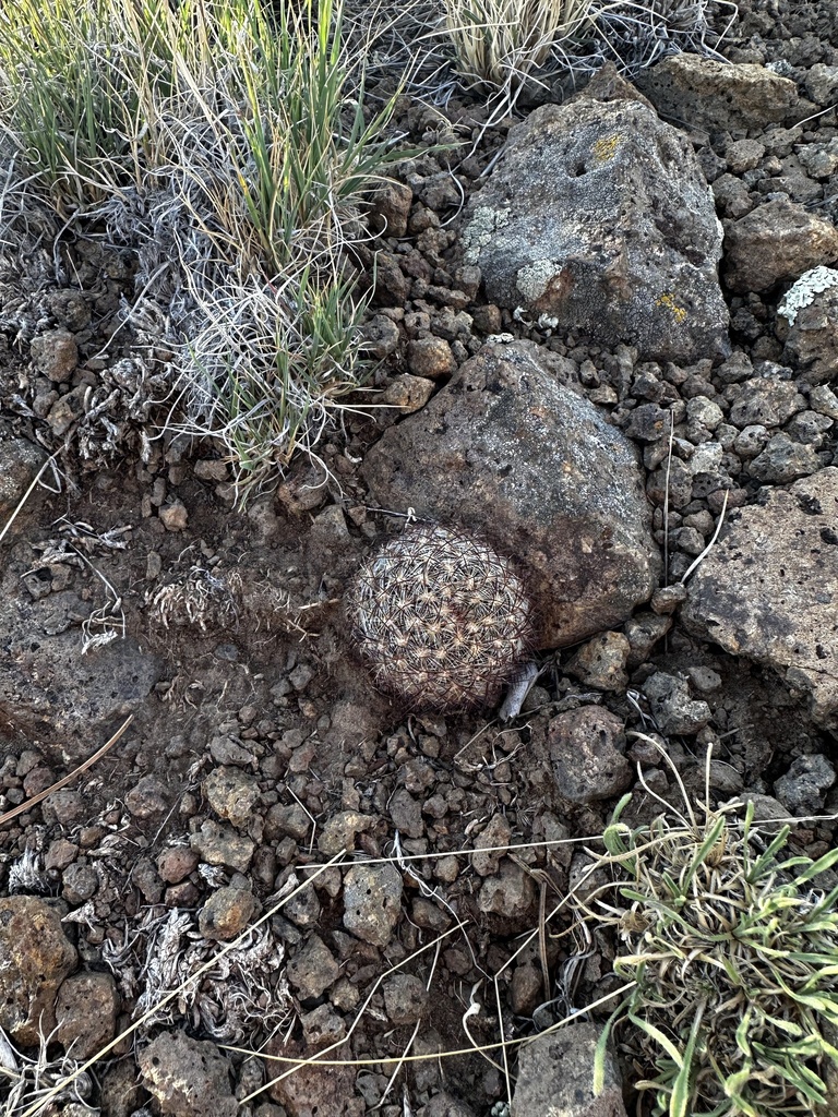 Mountain Ball Cactus from Buckboard Way, Hartsel, CO, US on August 19 ...