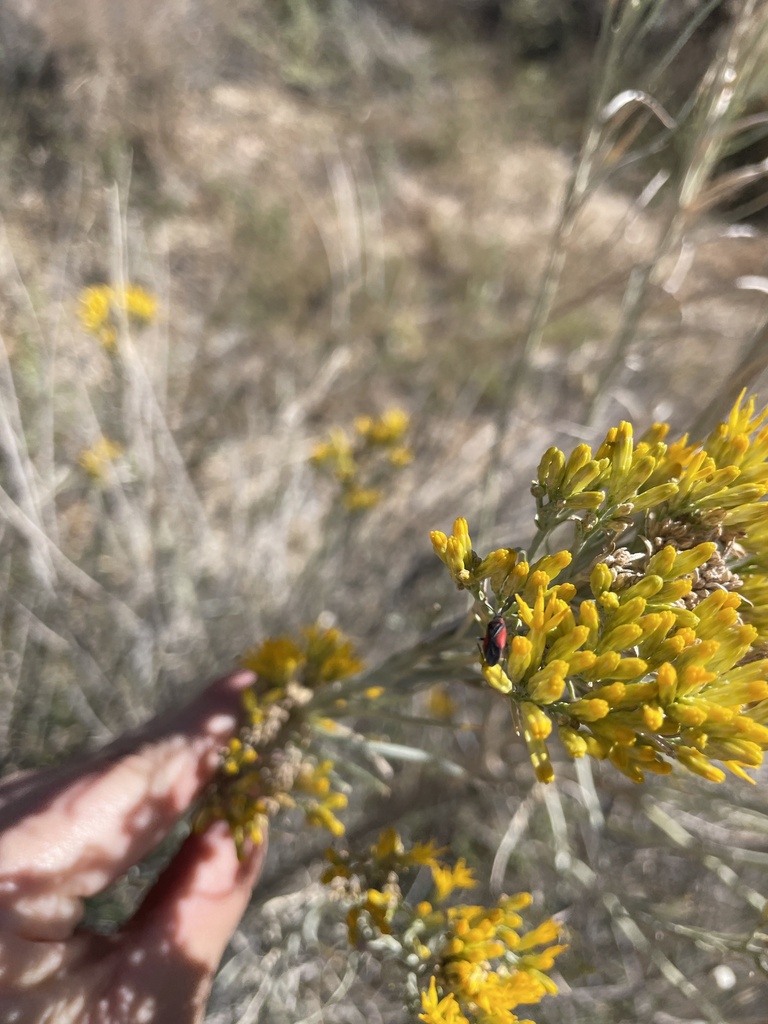 True Bugs from Cibola National Forest, Albuquerque, NM, US on September ...