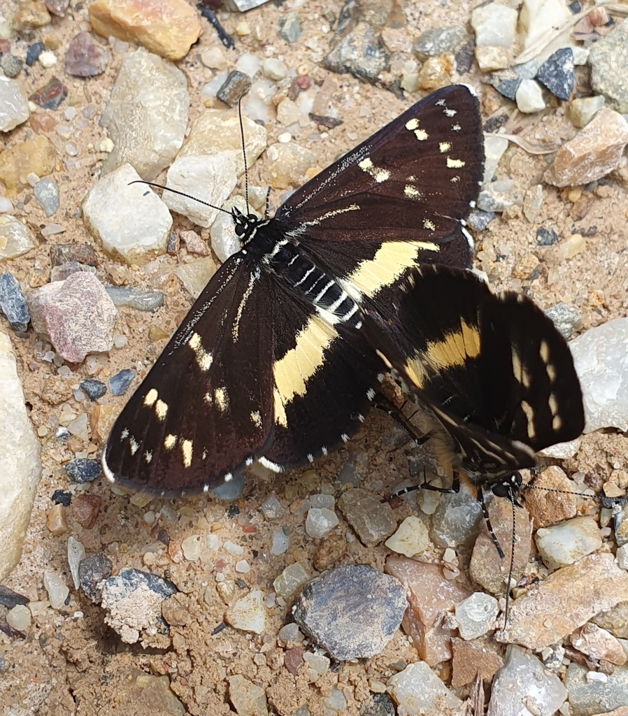 Cruria synopla from Chowan Creek NSW 2484, Australia on September 25 ...