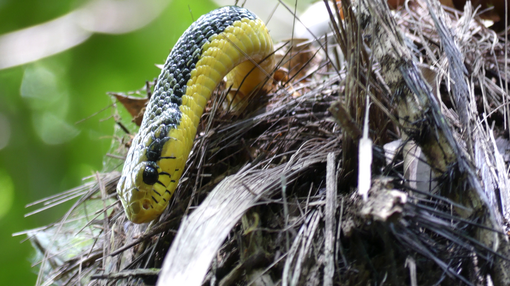 Amazon Puffing Snake from Kourou 97310, French Guiana on September 25 ...