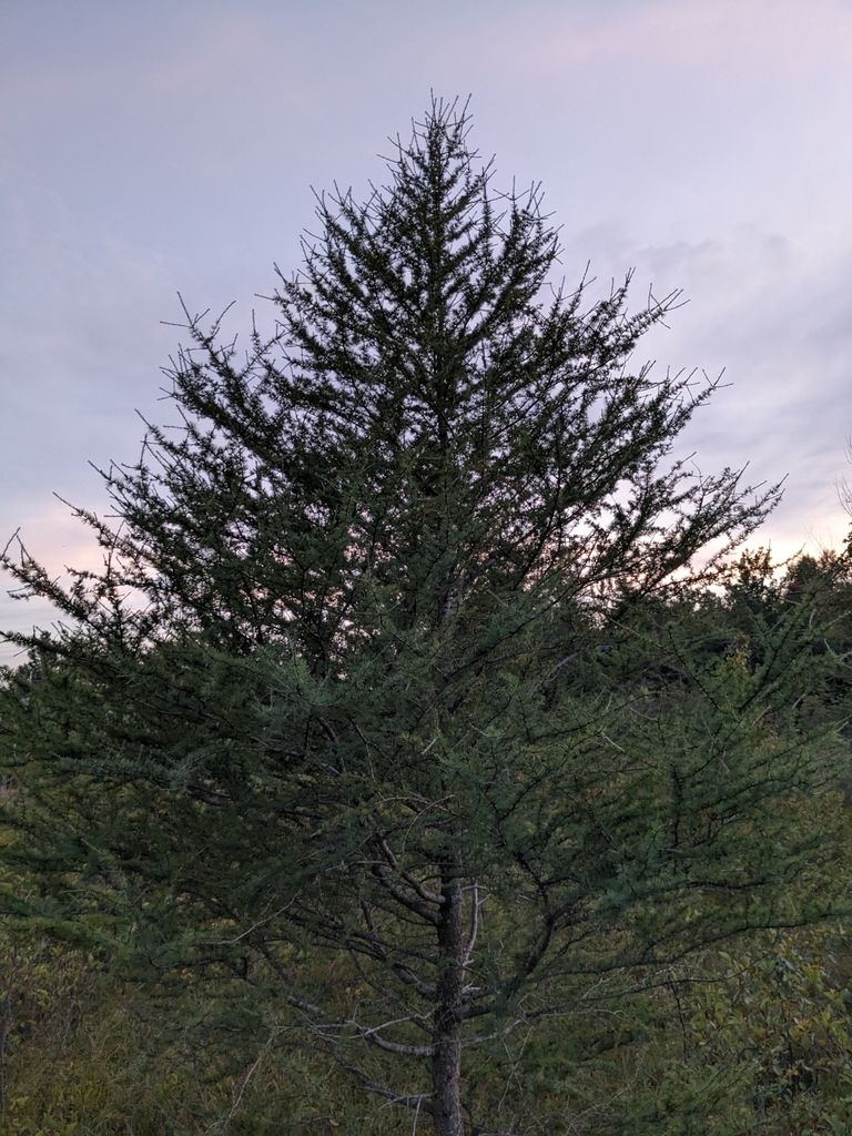 tamarack from Marquette, MI, USA on September 25, 2023 at 07:43 PM by ...