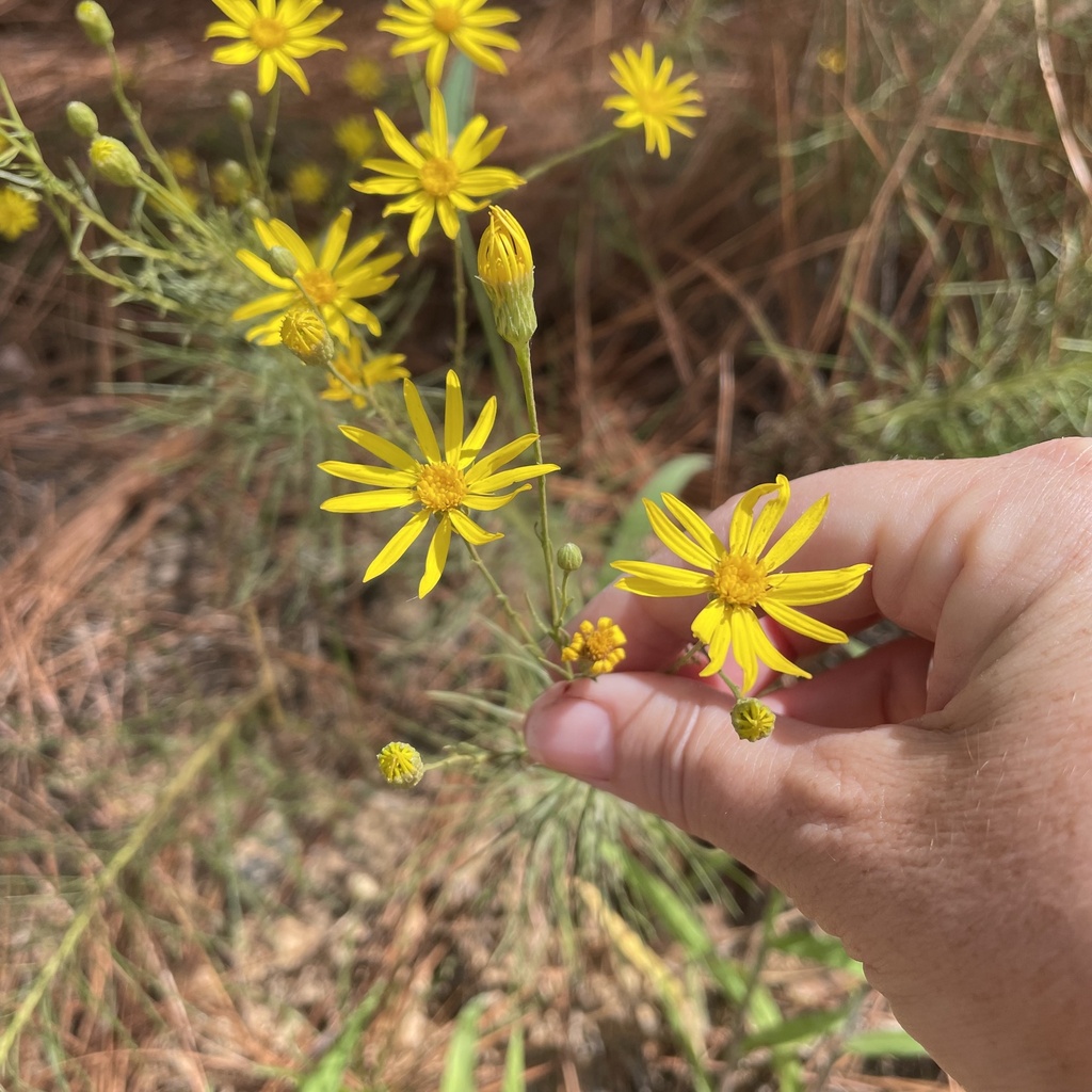 sandhill golden aster from Peachtree Rock Rd, Lexington, SC, US on September 25, 2023 at 12:20 ...