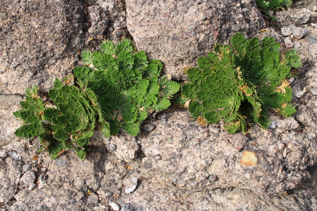 resurrection plant from Closed Canyon Trail, Redford, TX 79846, USA on ...