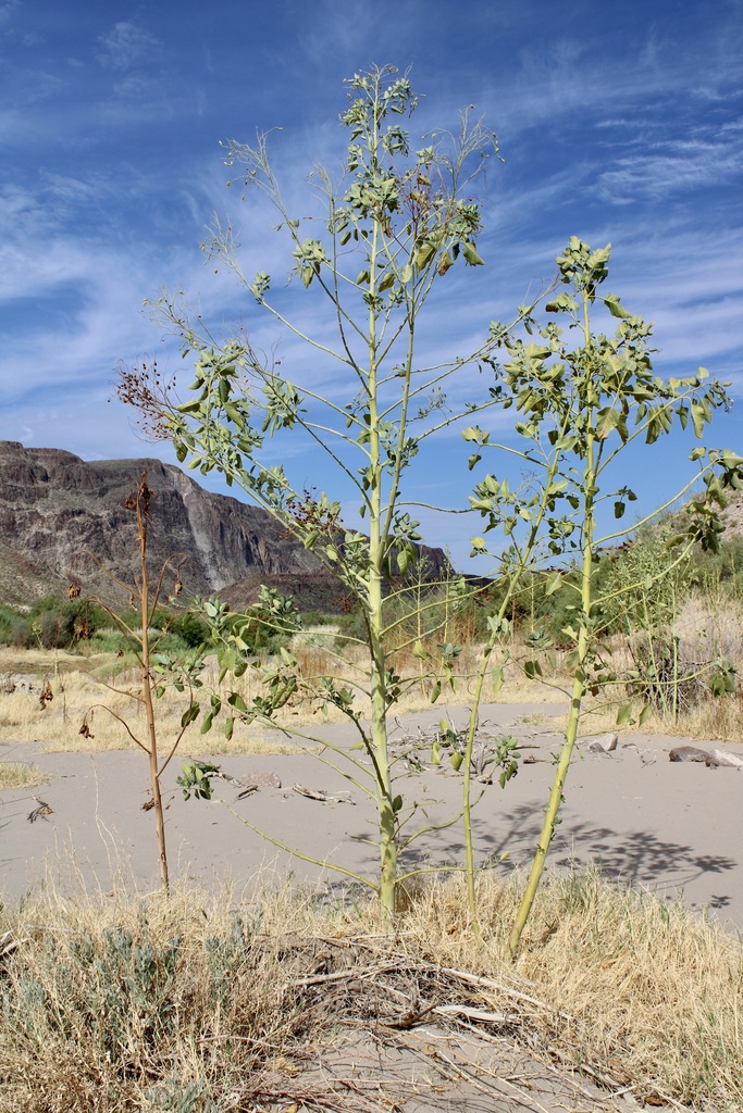 tree tobacco from Presidio County, TX, USA on September 16, 2023 at 10: ...