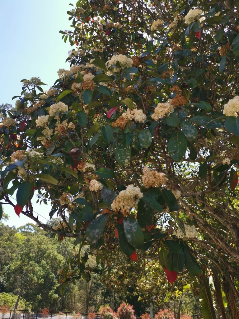 Christmas berries by kylie harding · iNaturalist