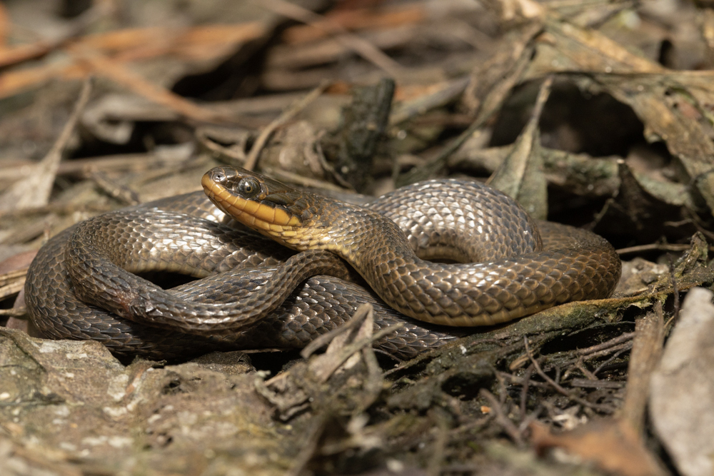 Glossy Swampsnake in May 2022 by Coot · iNaturalist
