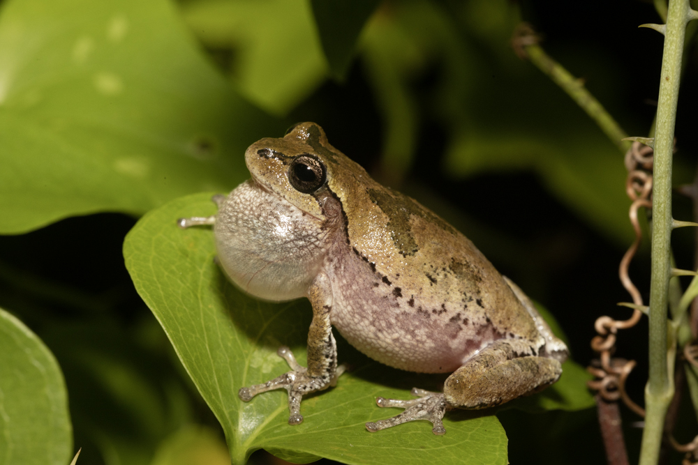 Pine Woods Tree Frog from Carteret County, NC, USA on May 29, 2022 at ...