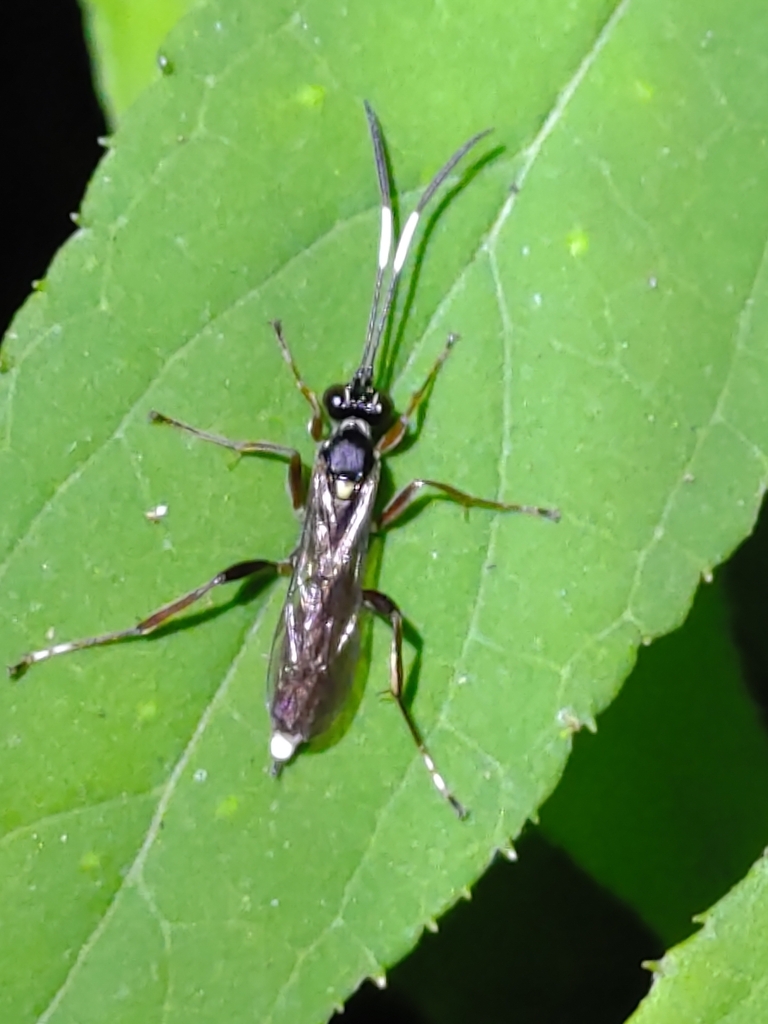 Ichneumoninae from Nantou, TW-TA, TW on September 25, 2023 at 07:31 PM ...