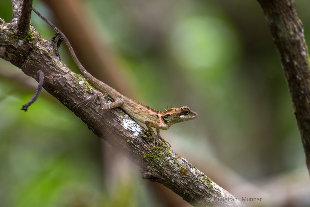 Elliot's Forest Lizard from Karadippara, Kerala 685561, India on ...