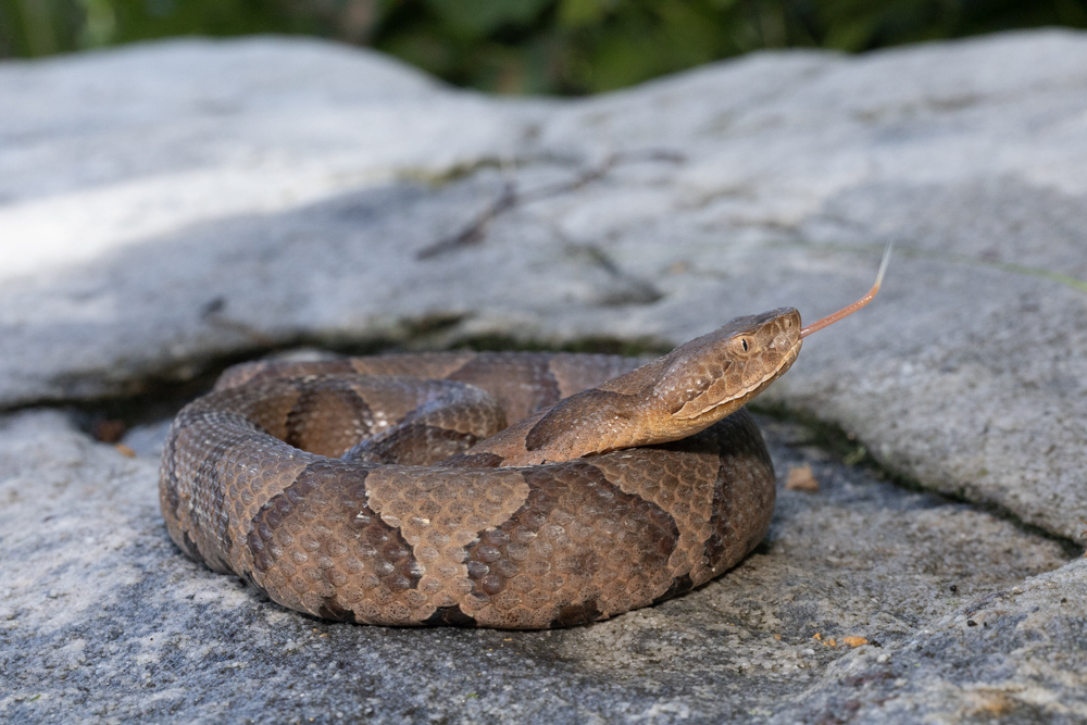 Eastern Copperhead in July 2022 by Coot · iNaturalist