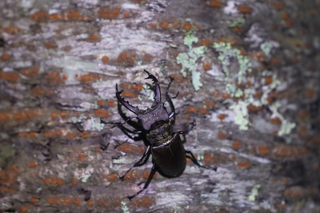 Lucanus maculifemoratus taiwanus from 424台灣臺中市和平區平等里 on July 11, 2023 ...