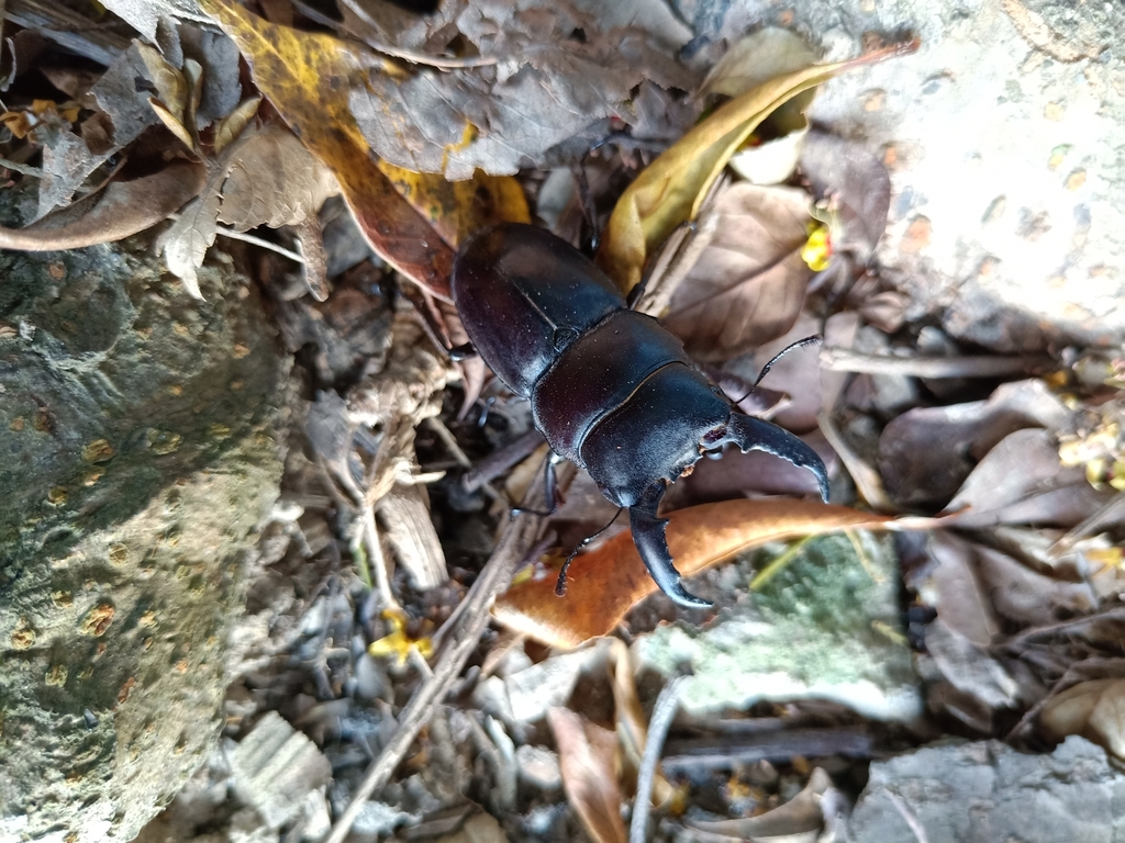 Serrognathus titanus sika from 429台灣臺中市神岡區庄前里 on September 26, 2023 at ...