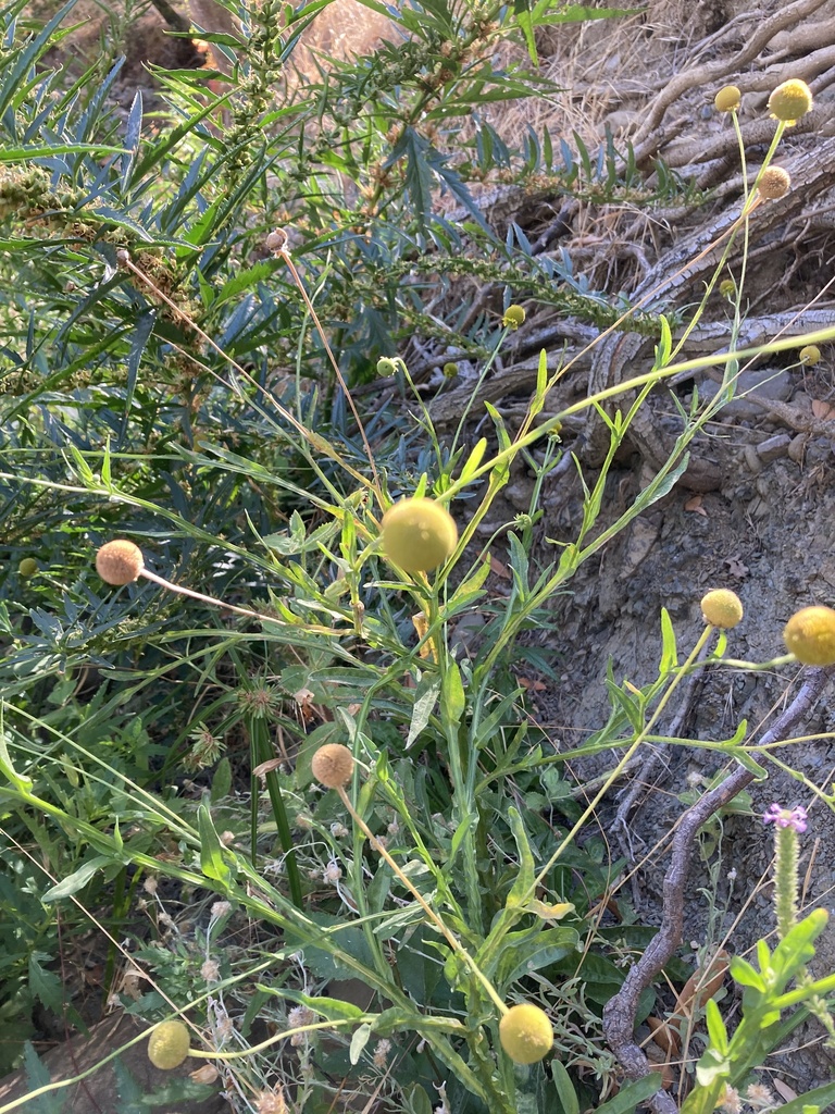 Rosilla in September 2023 by heyfrench · iNaturalist