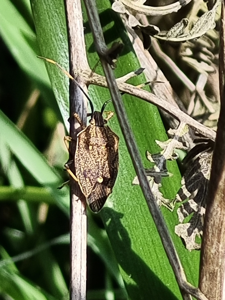 Brown Shield Bug from Tyabb VIC 3913, Australia on September 26, 2023 ...