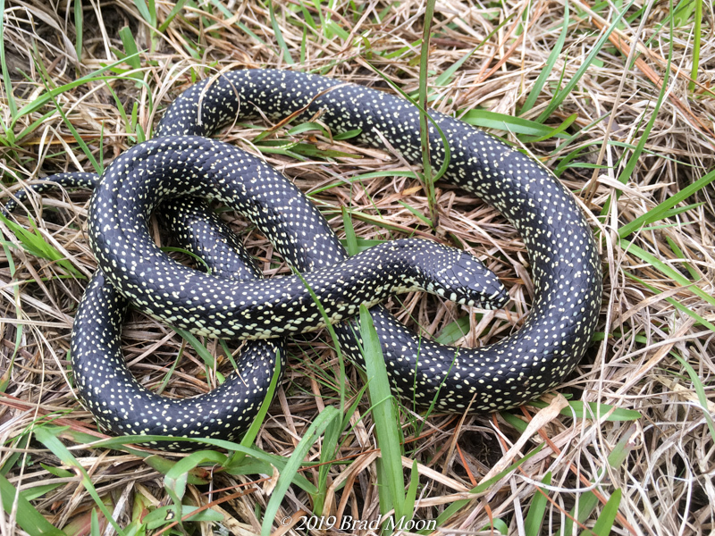 Black Kingsnake in March 2019 by Brad Moon. Speckled individual of the ...
