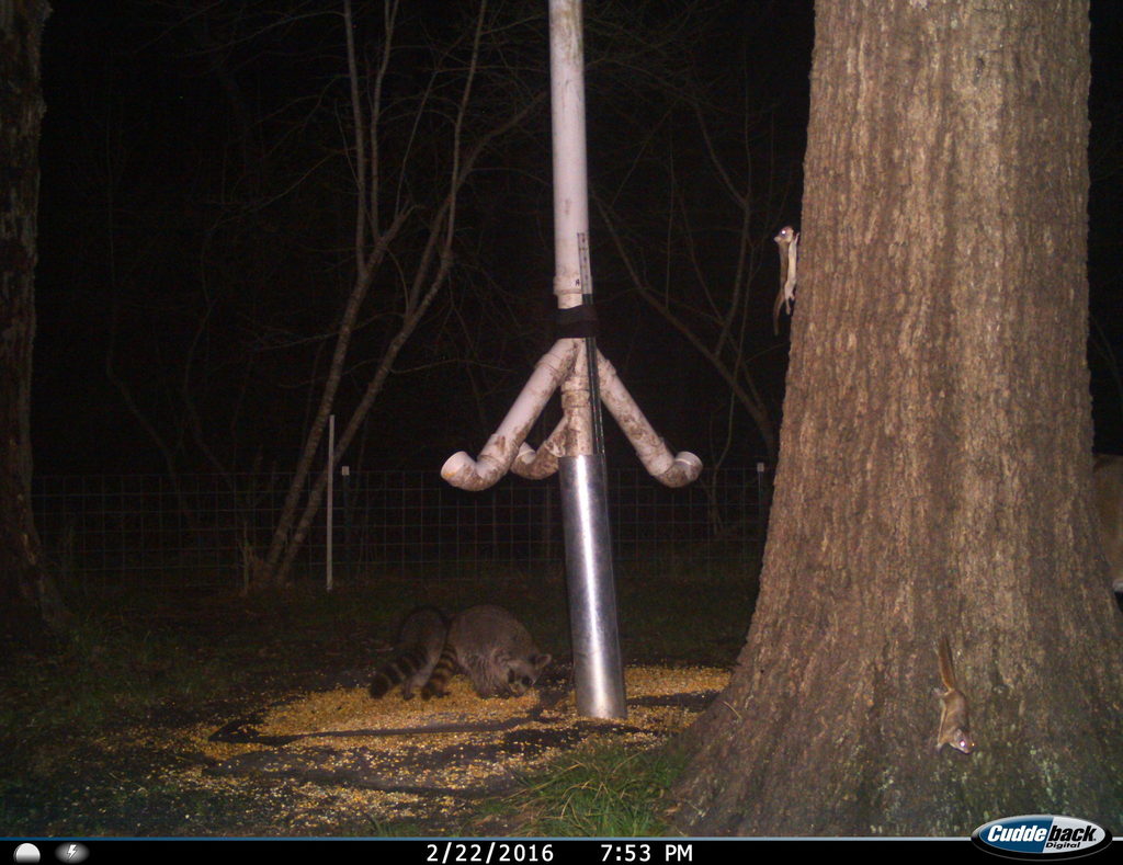 Southern Flying Squirrel from Washington County, TX, WildHeart Ranch on ...