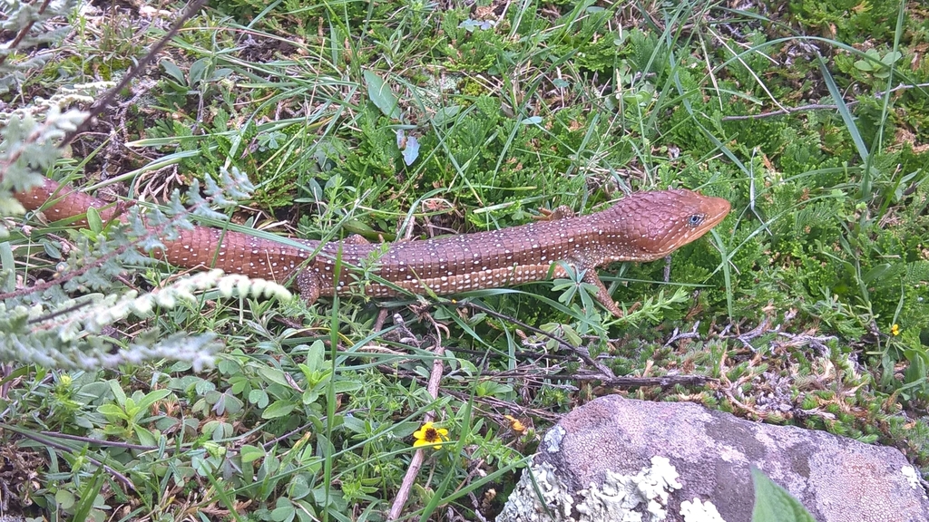 Texas Alligator Lizard from Unnamed Road, Hidalgo, México on October 8 ...