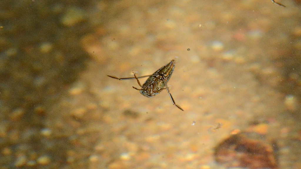 Enithares from Tai Po Kau, Hong Kong on September 24, 2023 at 03:31 PM ...