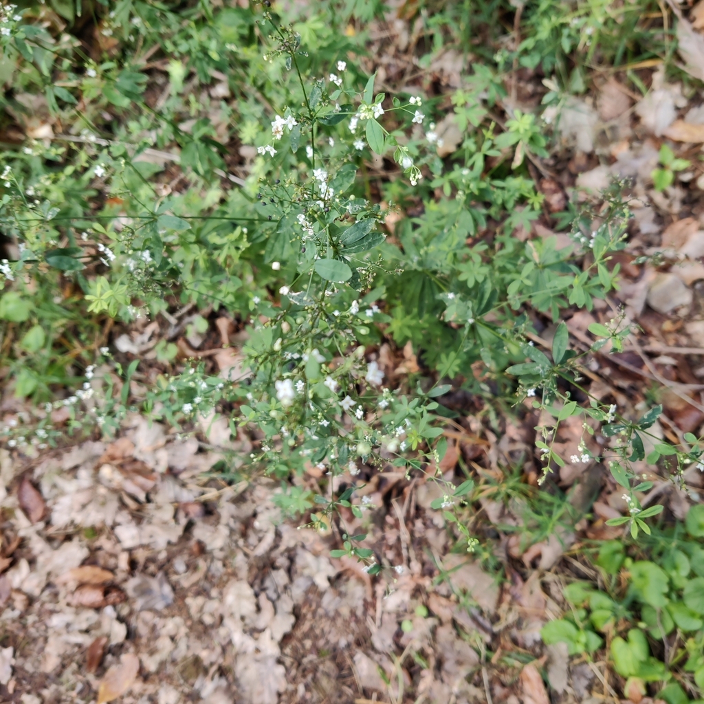 Wood Bedstraw from 54550 Daun, Deutschland on September 23, 2023 at 02: ...