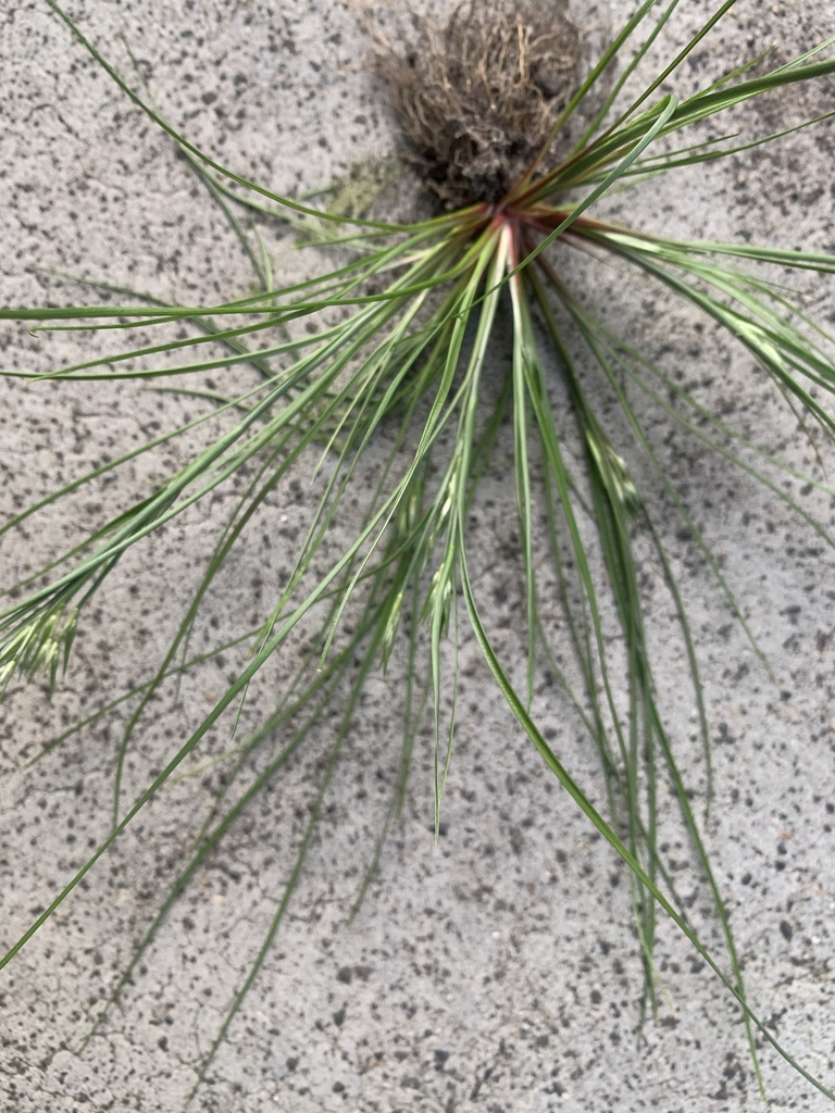 Toad rush from Maslen Cl, Frankston, VIC, AU on September 26, 2023 at ...