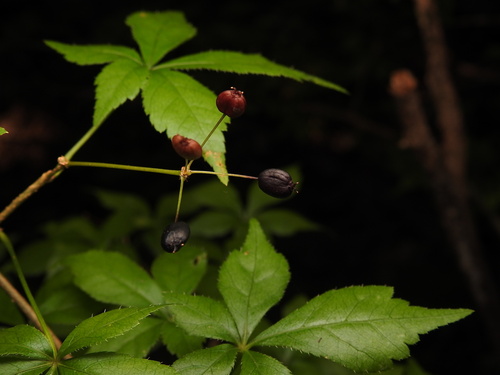 Eleutherococcus trichodon · iNaturalist