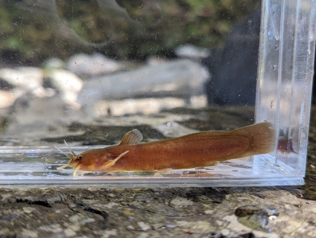 Liobagrus reinii in September 2023 by Tomo · iNaturalist